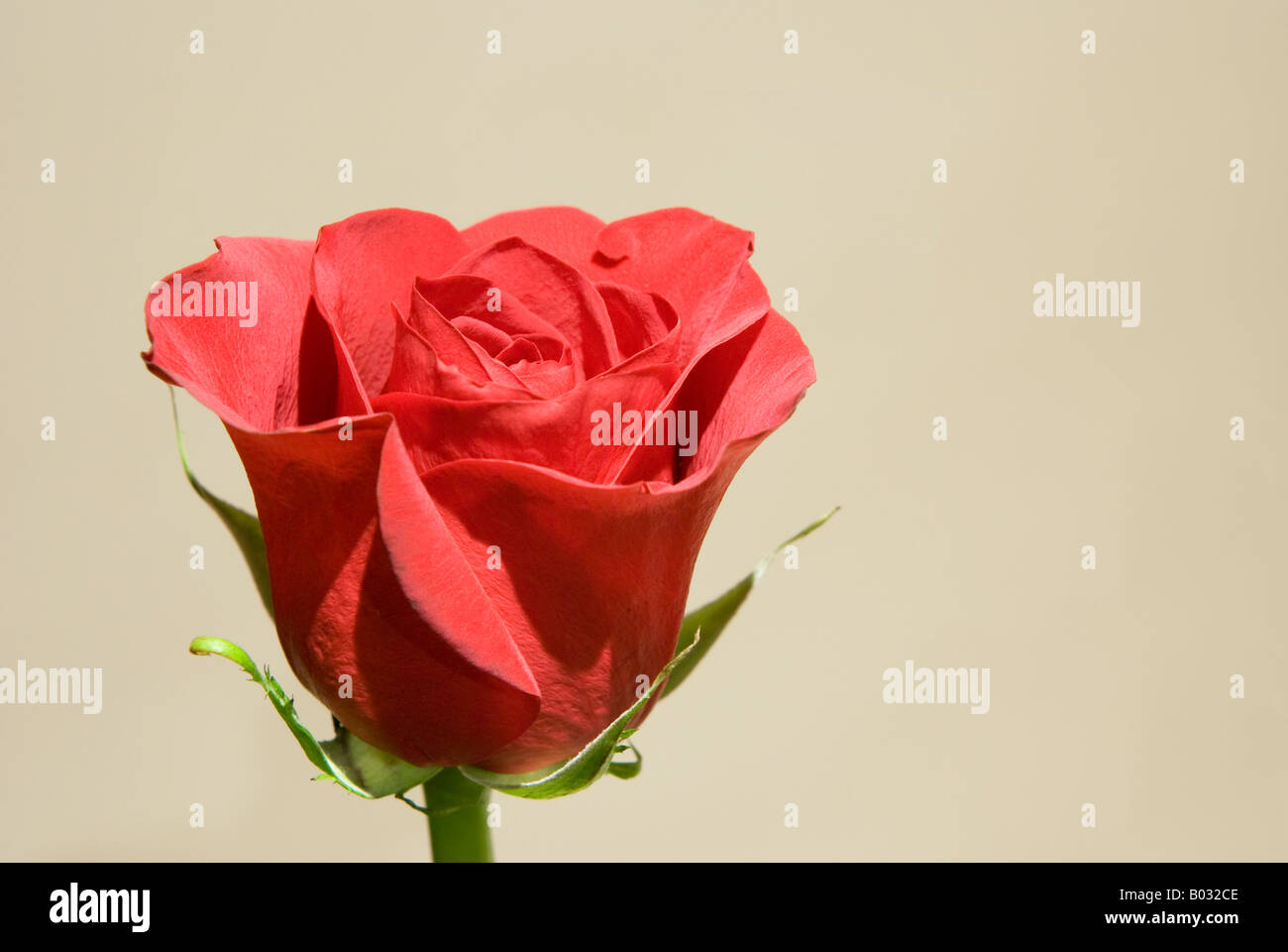 single red rose Stock Photo - Alamy