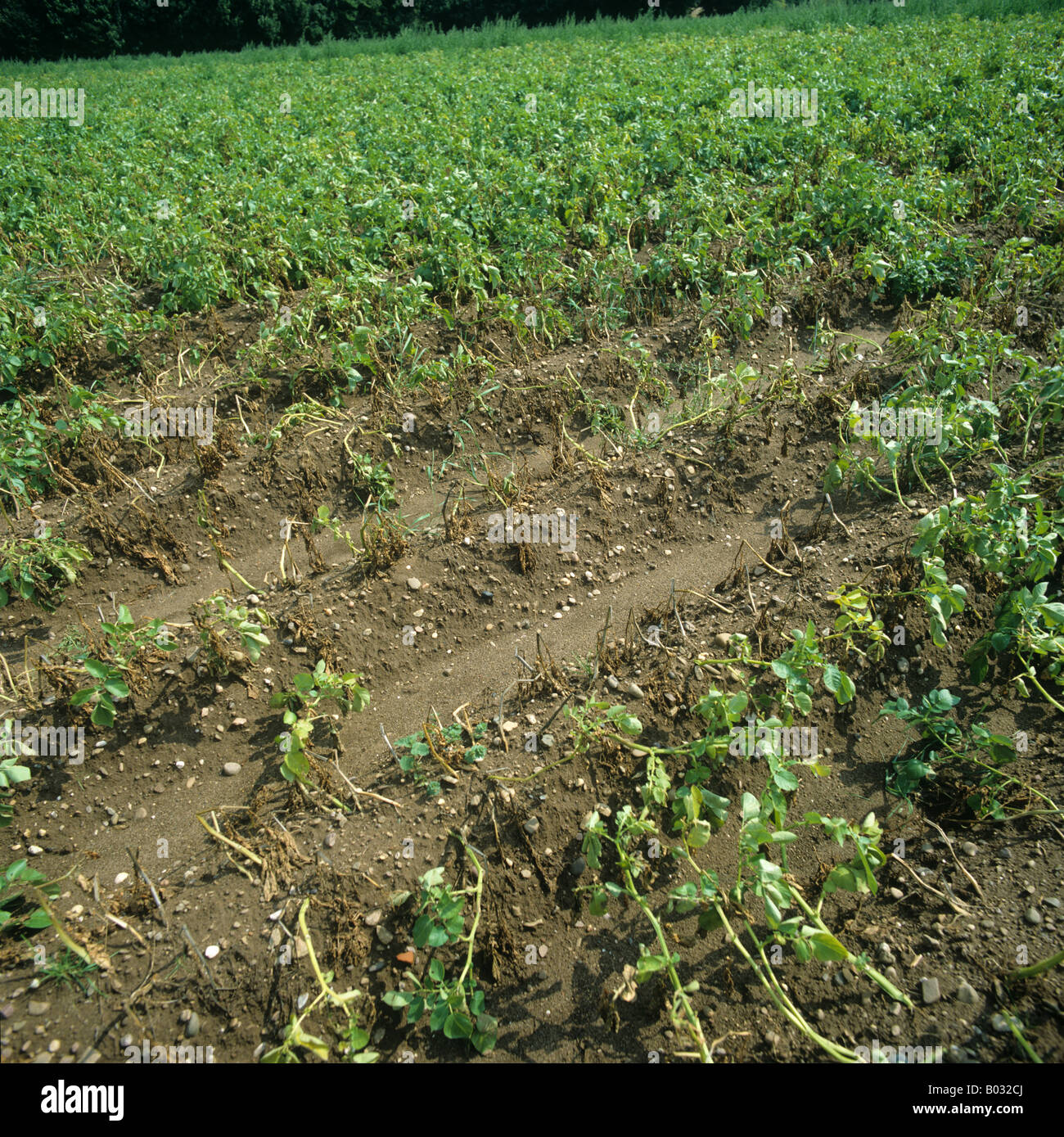 Damage to potato crop by golden potato cyst nematodes, Globodera ...