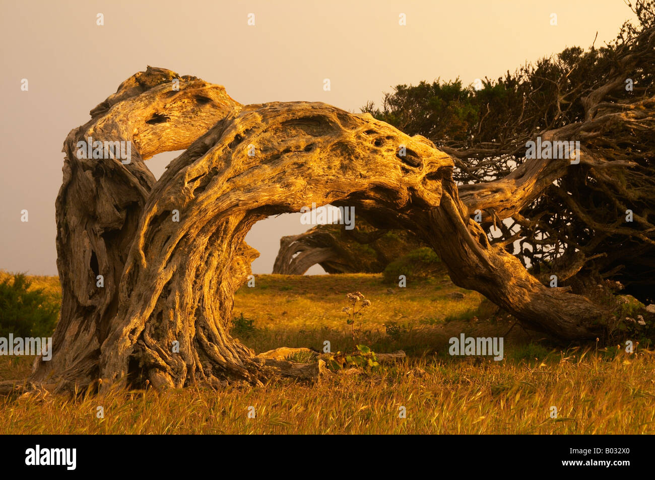 Twisted Juniper Trees, El Sabinar, El Hierro Stock Photo - Alamy
