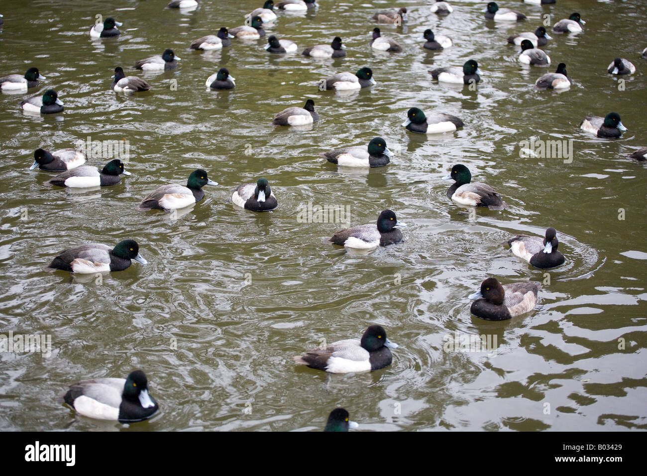 Greater scaup bluebill duck hi-res stock photography and images - Alamy