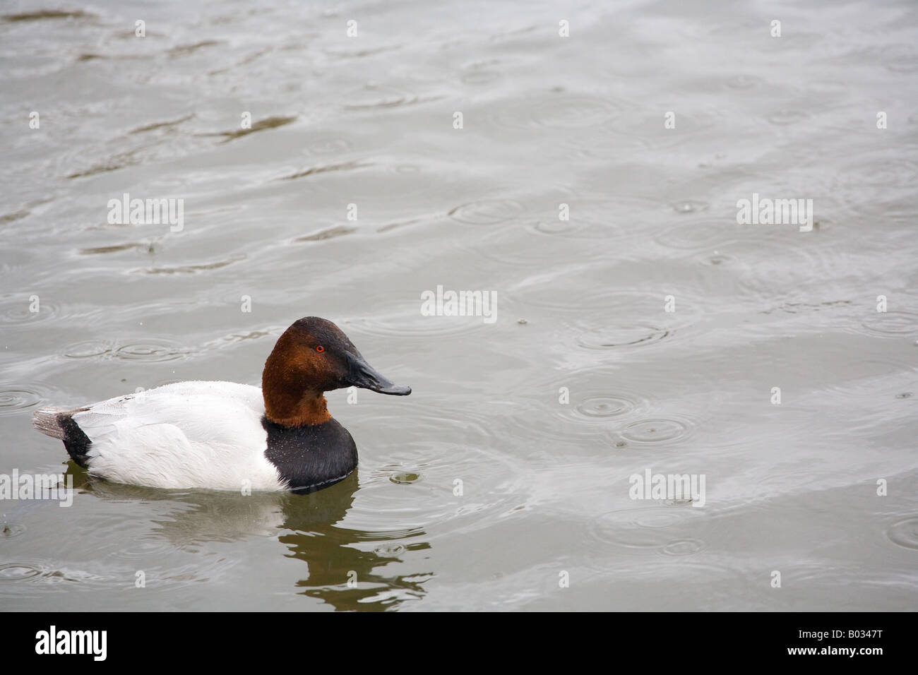 Single male Canvasback Duck Stock Photo - Alamy