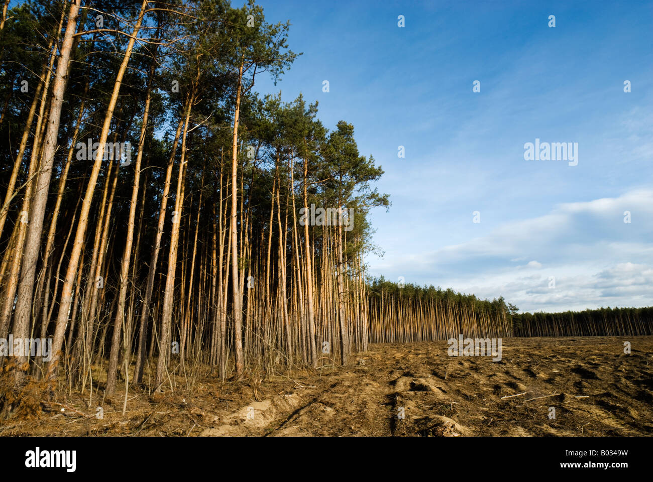 Logging of a forest in Slovakia, Eastern Europe Stock Photo - Alamy