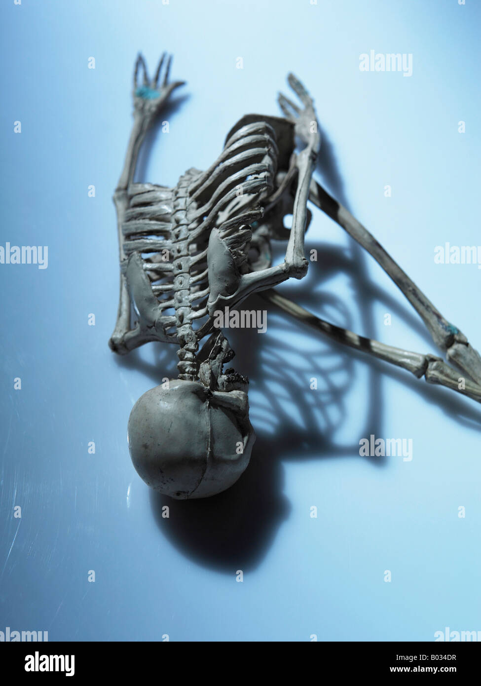 Studio shot of human skeleton, folded Stock Photo - Alamy