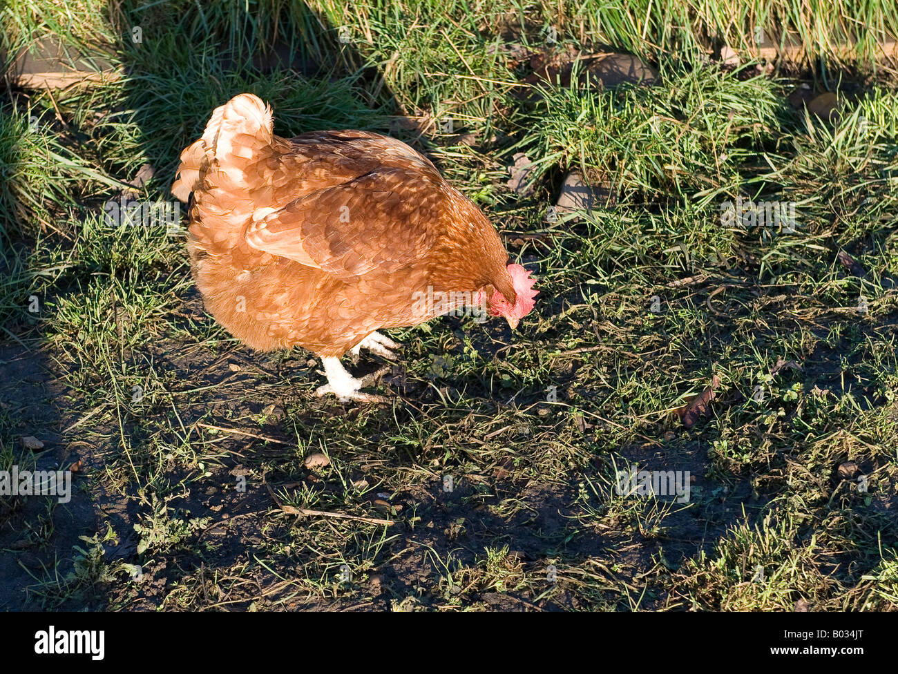 free range chicken Stock Photo - Alamy