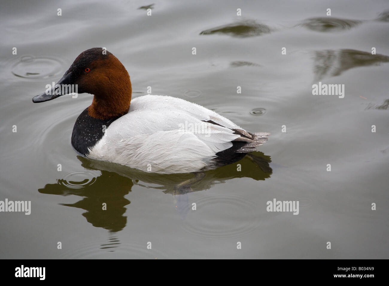 Canvas duck hi-res stock photography and images - Alamy