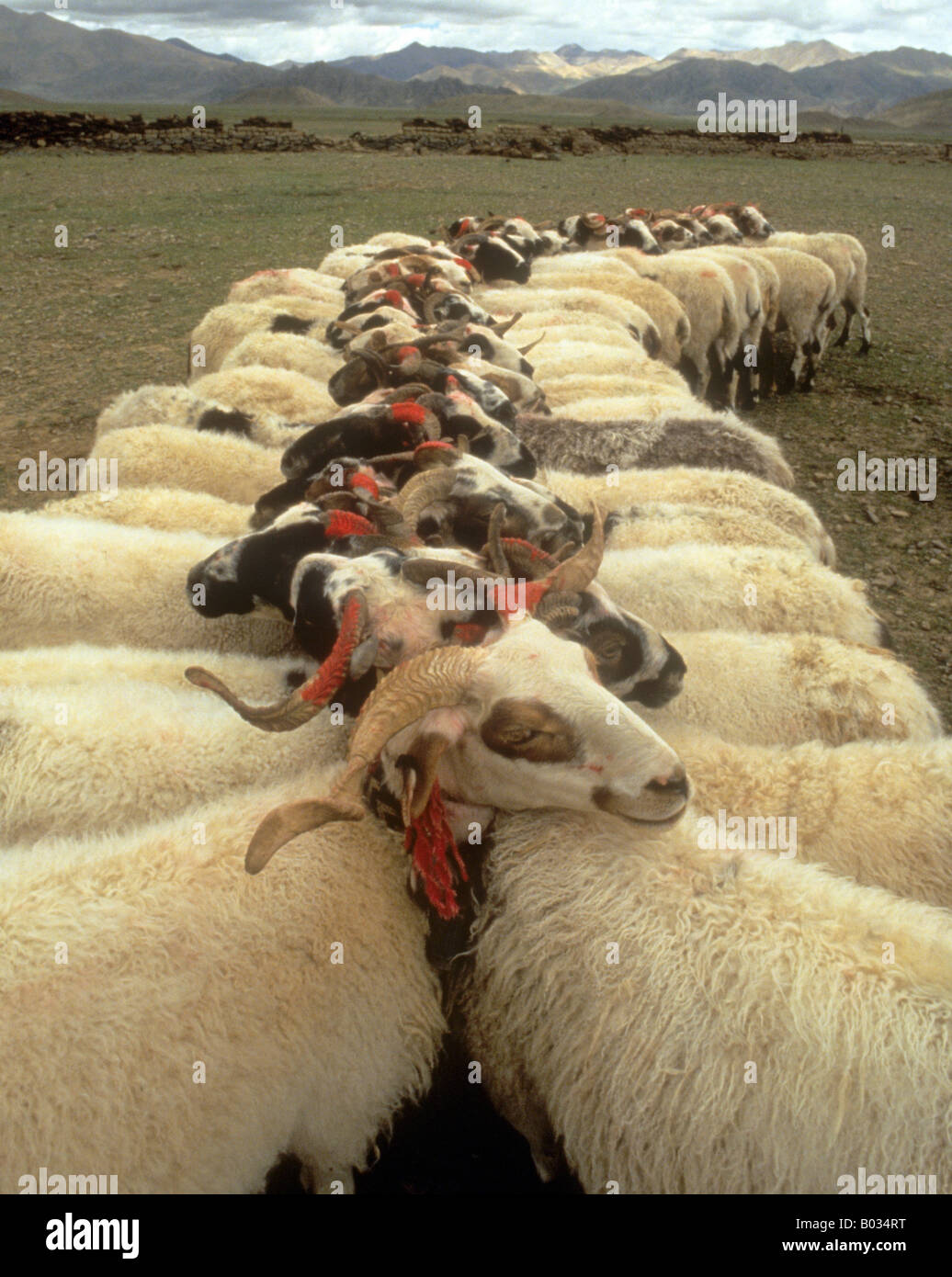 Tibetan nomad's Sheep have their horns plaited together with red wool ...