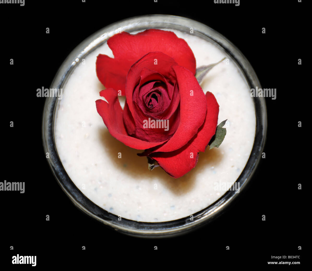 red rose dried and mounted in white sand on a black background Stock ...