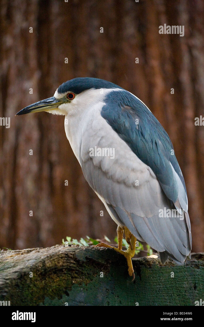 The Black-crowned Night Heron (Nycticorax nycticorax Stock Photo - Alamy