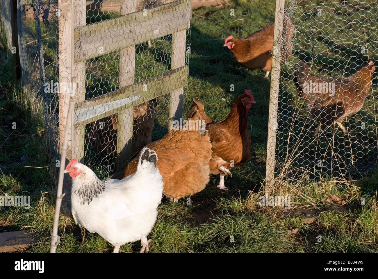 Chickens at gate hi-res stock photography and images - Alamy