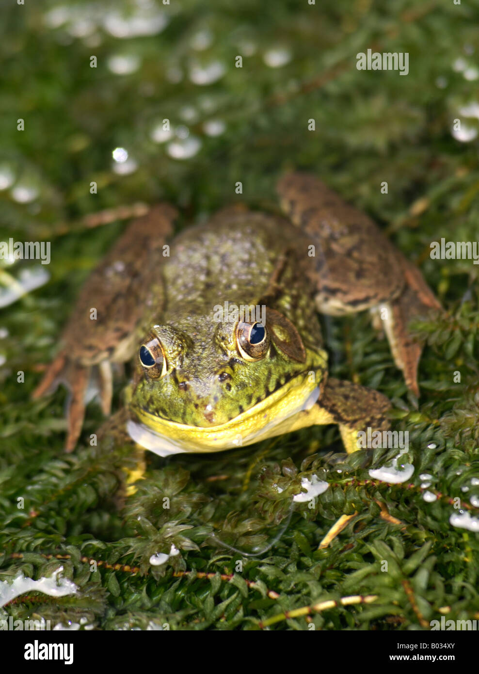 Rana scientific name for frog hi-res stock photography and images - Alamy