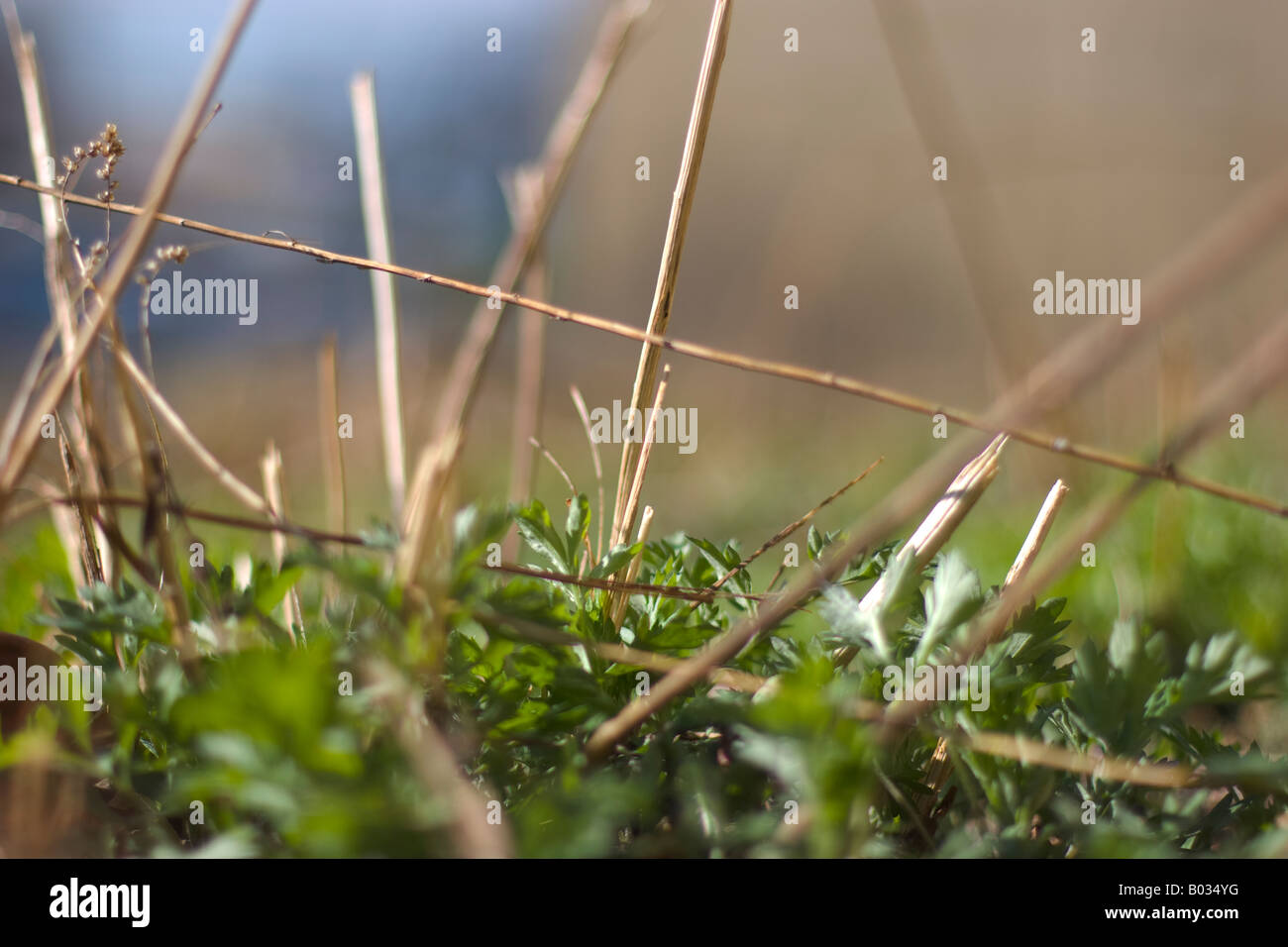 Grass twigs sticks hi-res stock photography and images - Alamy