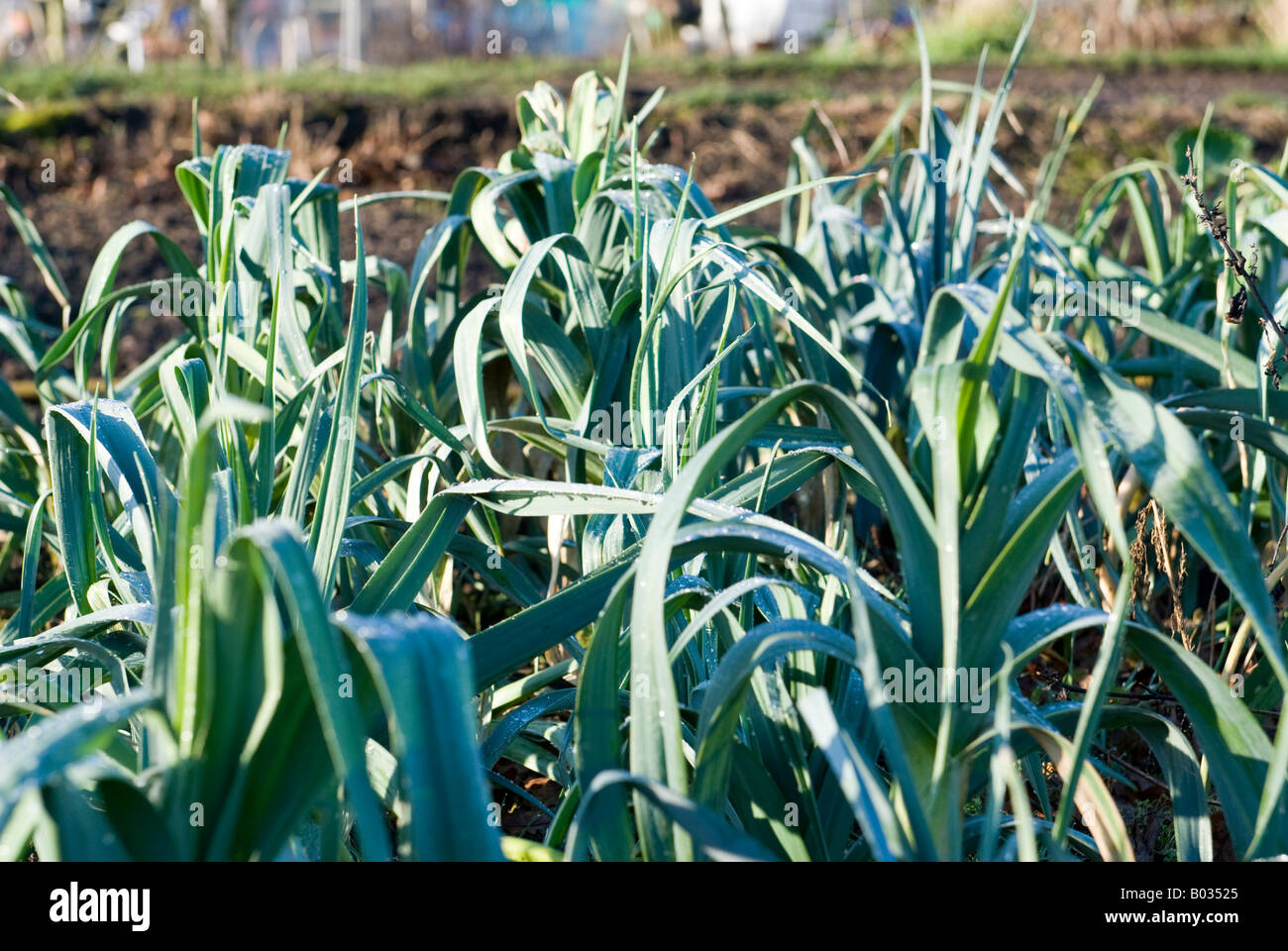 leeks in a field Stock Photo - Alamy