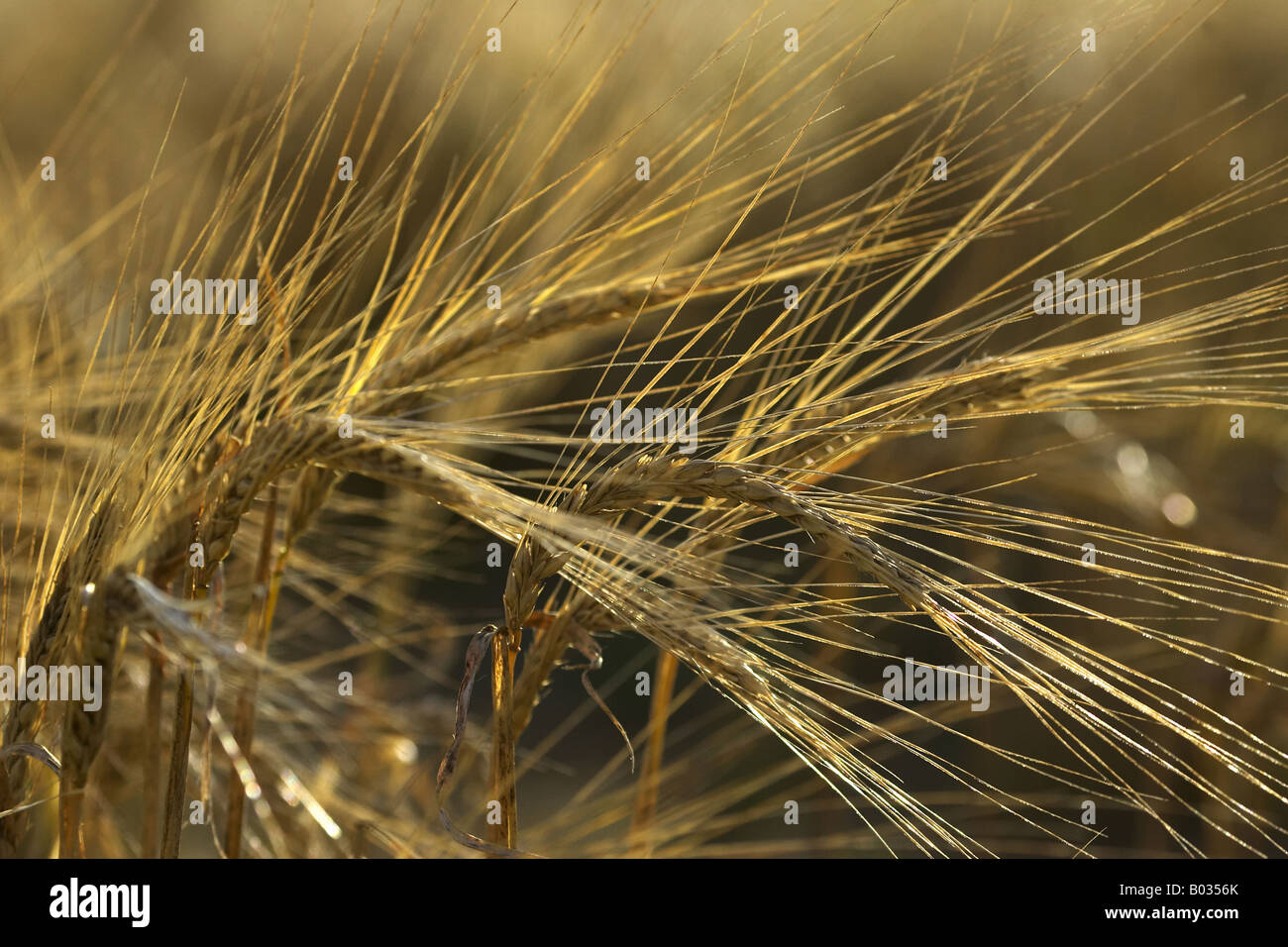 Ears Of Ripe Barley Stock Photo - Alamy