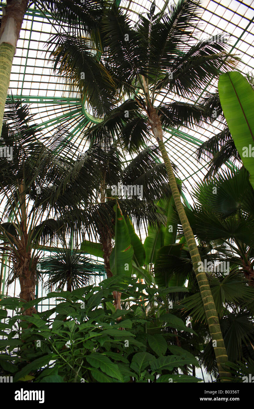 Palms in Palm House, Royal Glasshouses (Les Serres Royales de Laeken ...