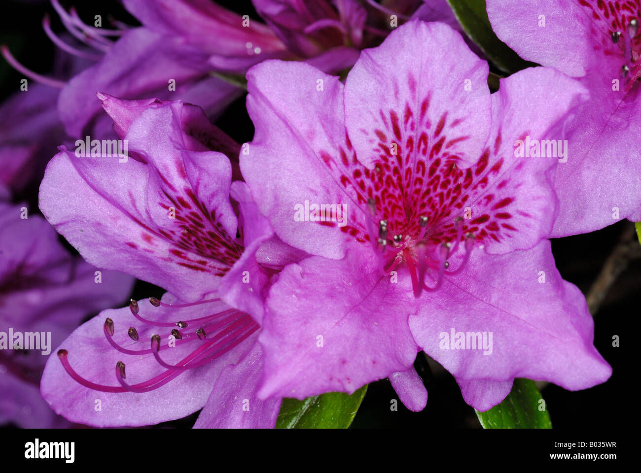 closeup of azalea flower Stock Photo - Alamy