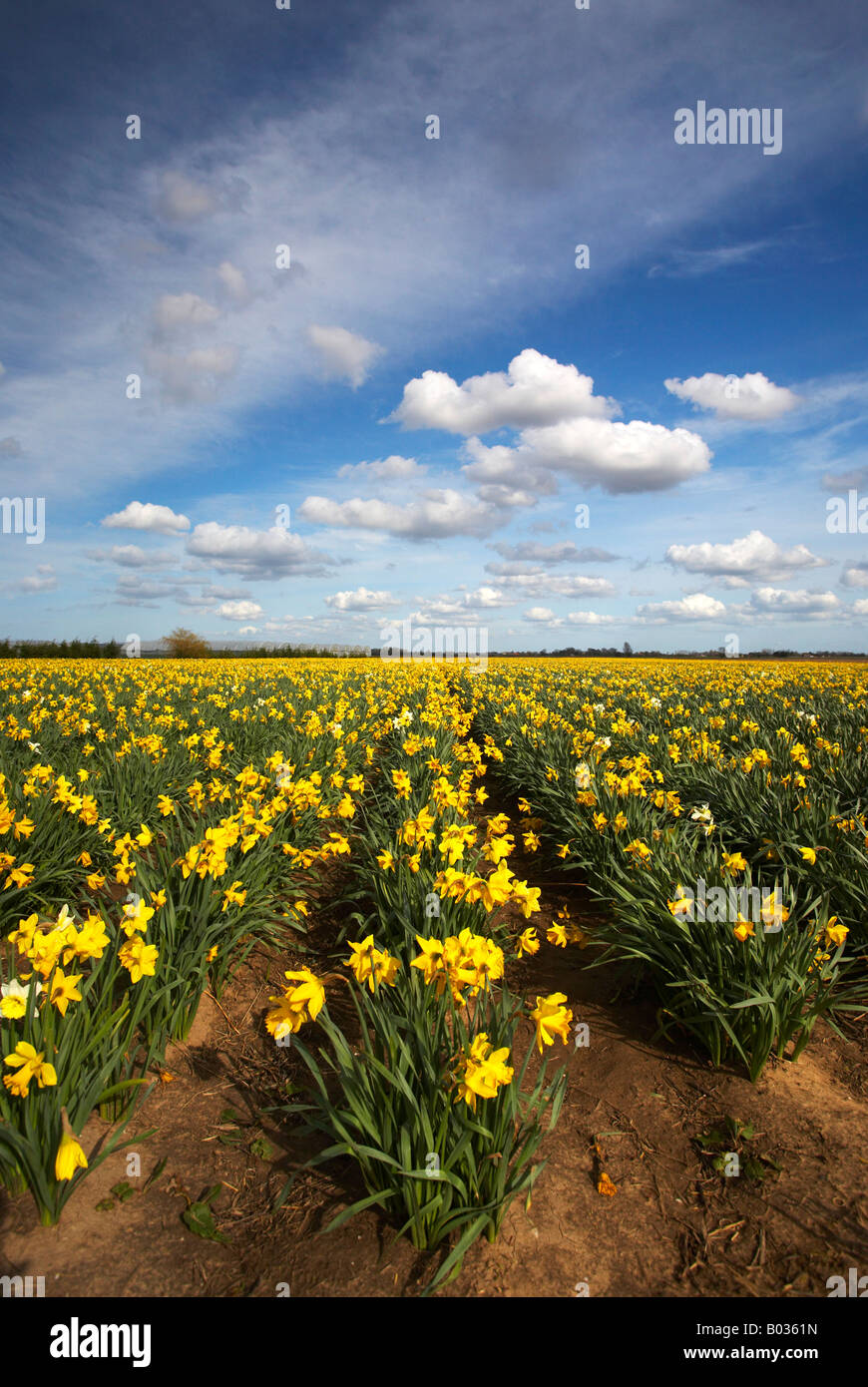 Lincolnshire flowers hi-res stock photography and images - Alamy