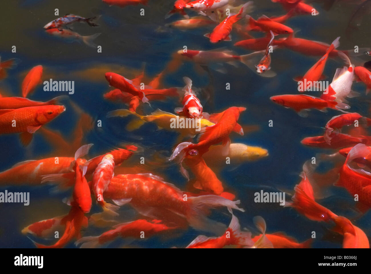 koi fish in a pond Stock Photo - Alamy