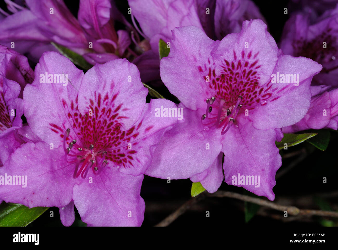 closeup of azalea flowers in bloom Stock Photo - Alamy