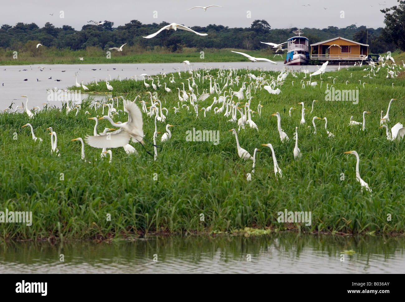 Rio solimoes hi-res stock photography and images - Alamy