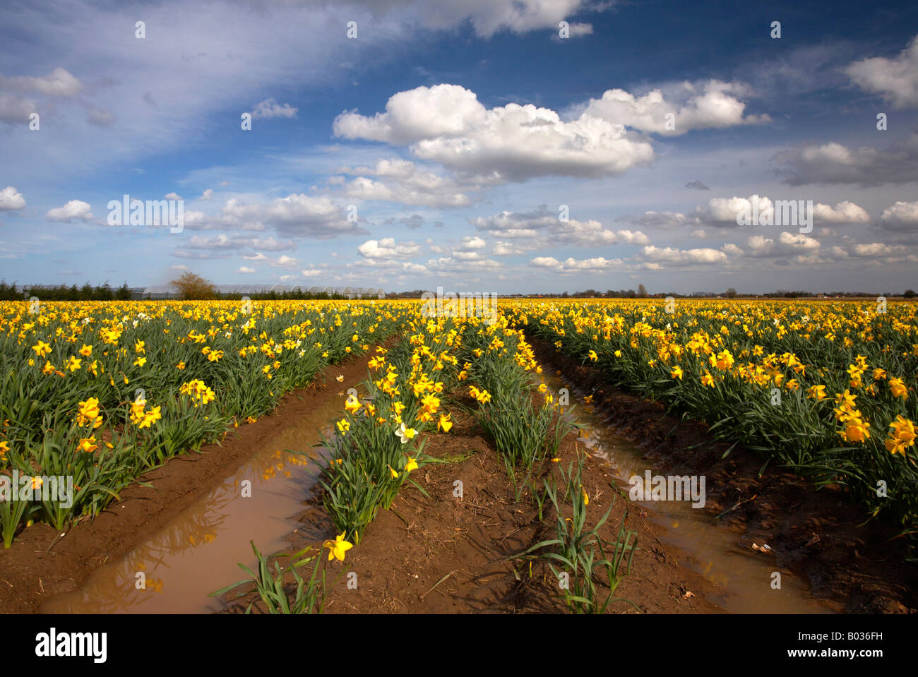 Daffodils england lincolnshire hi-res stock photography and images - Alamy