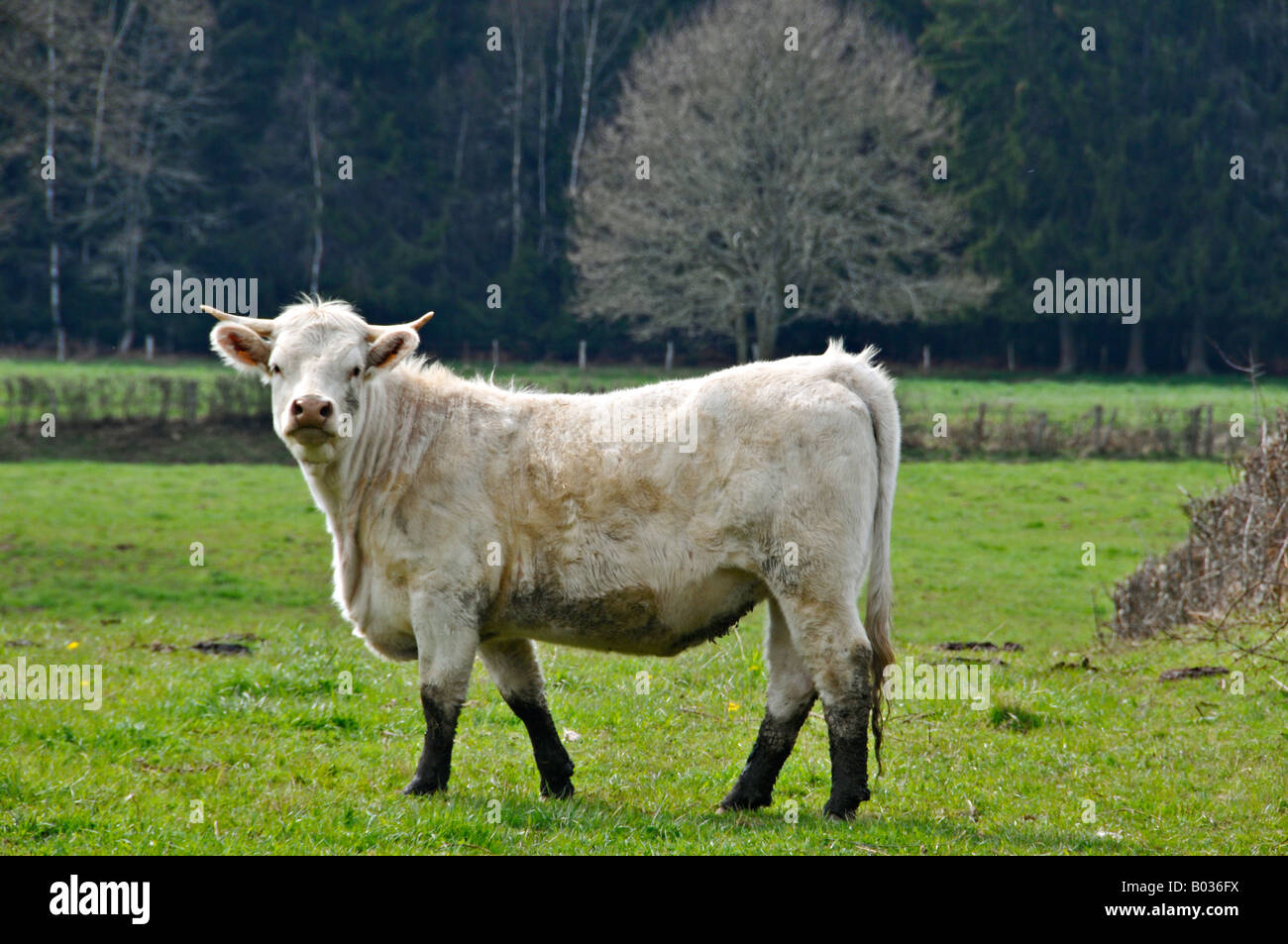 A young cow in a field Stock Photo - Alamy