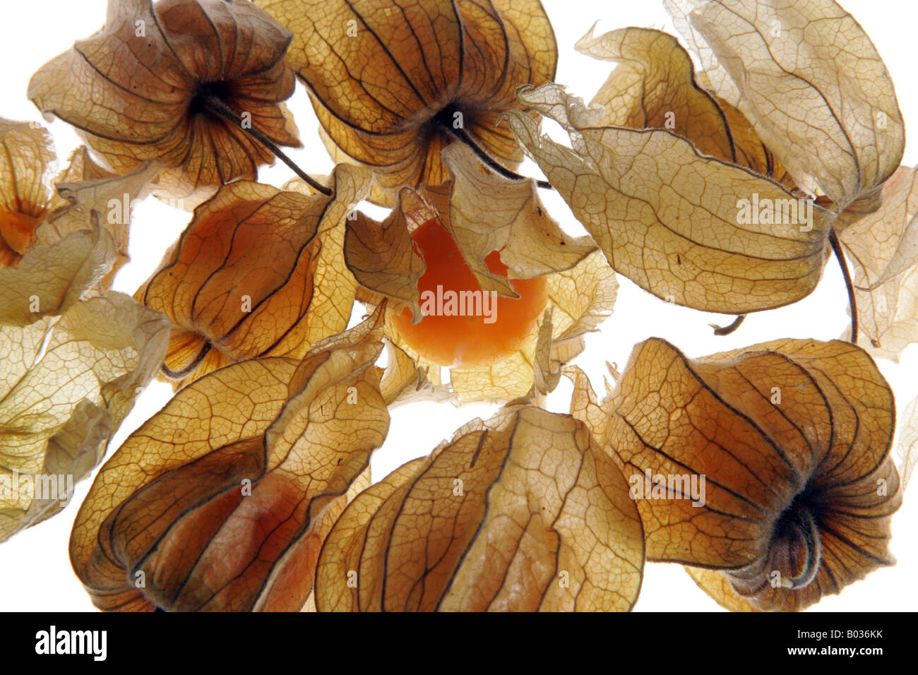 Phisalis hi-res stock photography and images - Alamy