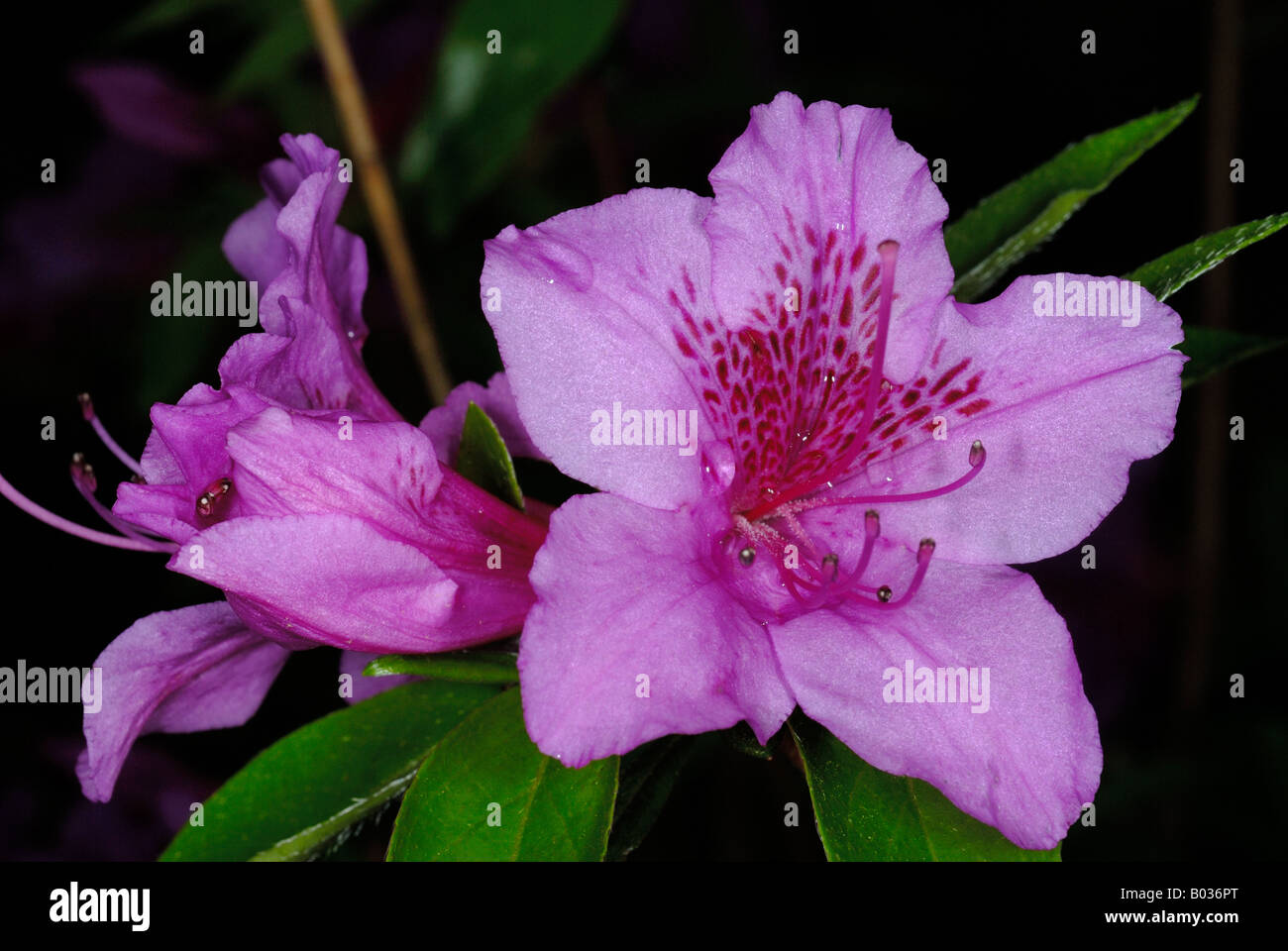 closeup of azalea flowers in bloom Stock Photo - Alamy