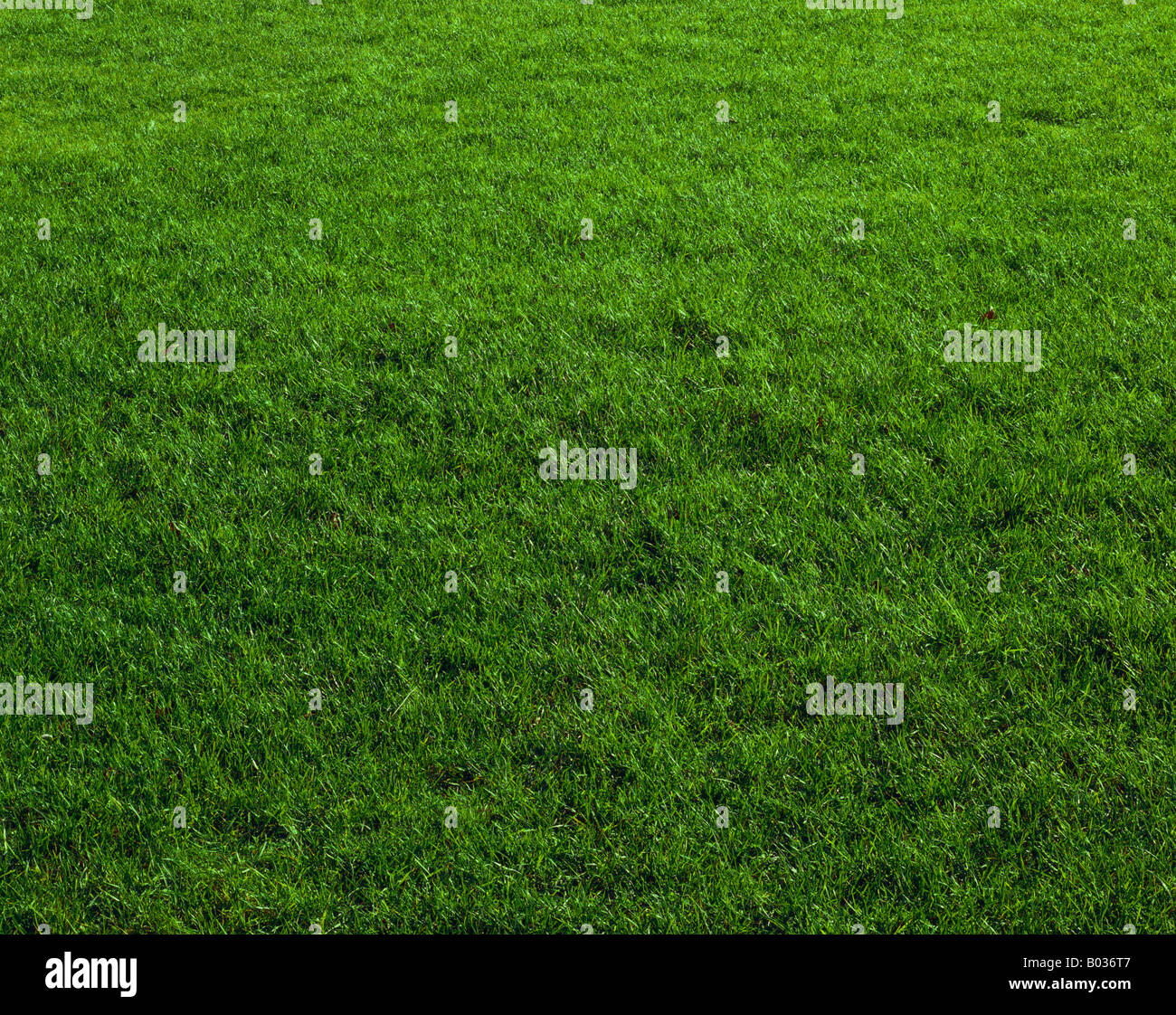 Grass, an area of mown grass Stock Photo - Alamy