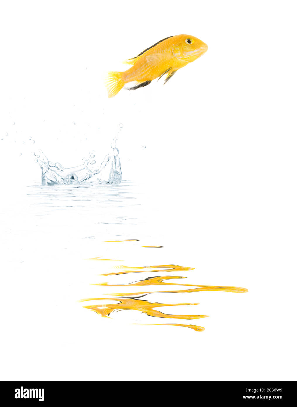 Jumping yellow fish Stock Photo - Alamy