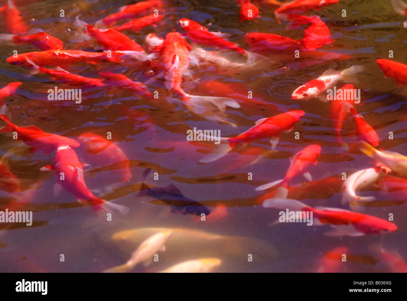 koi fish in a pond Stock Photo - Alamy