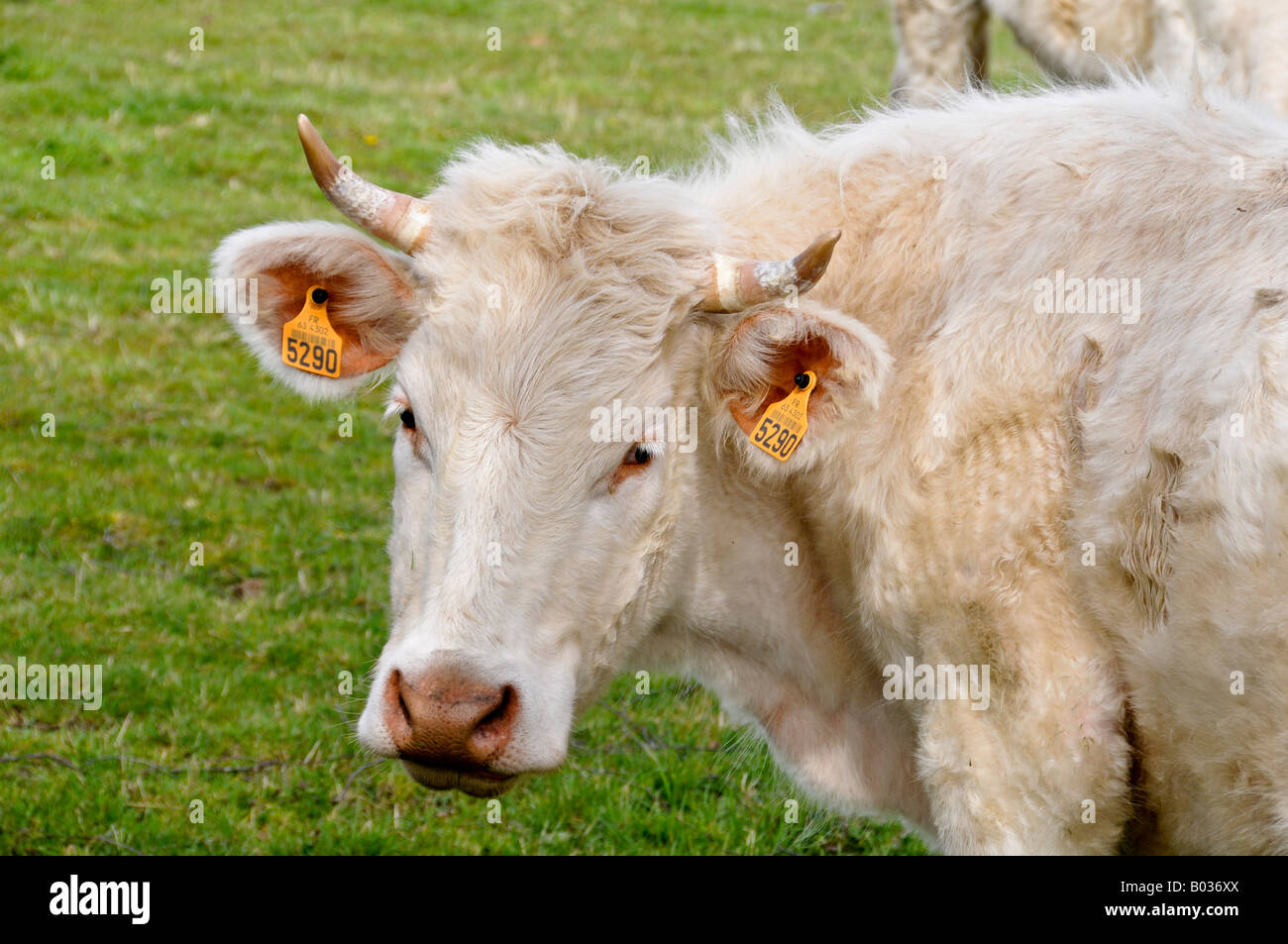 One horizontal bovine young cow side view hi-res stock photography and ...