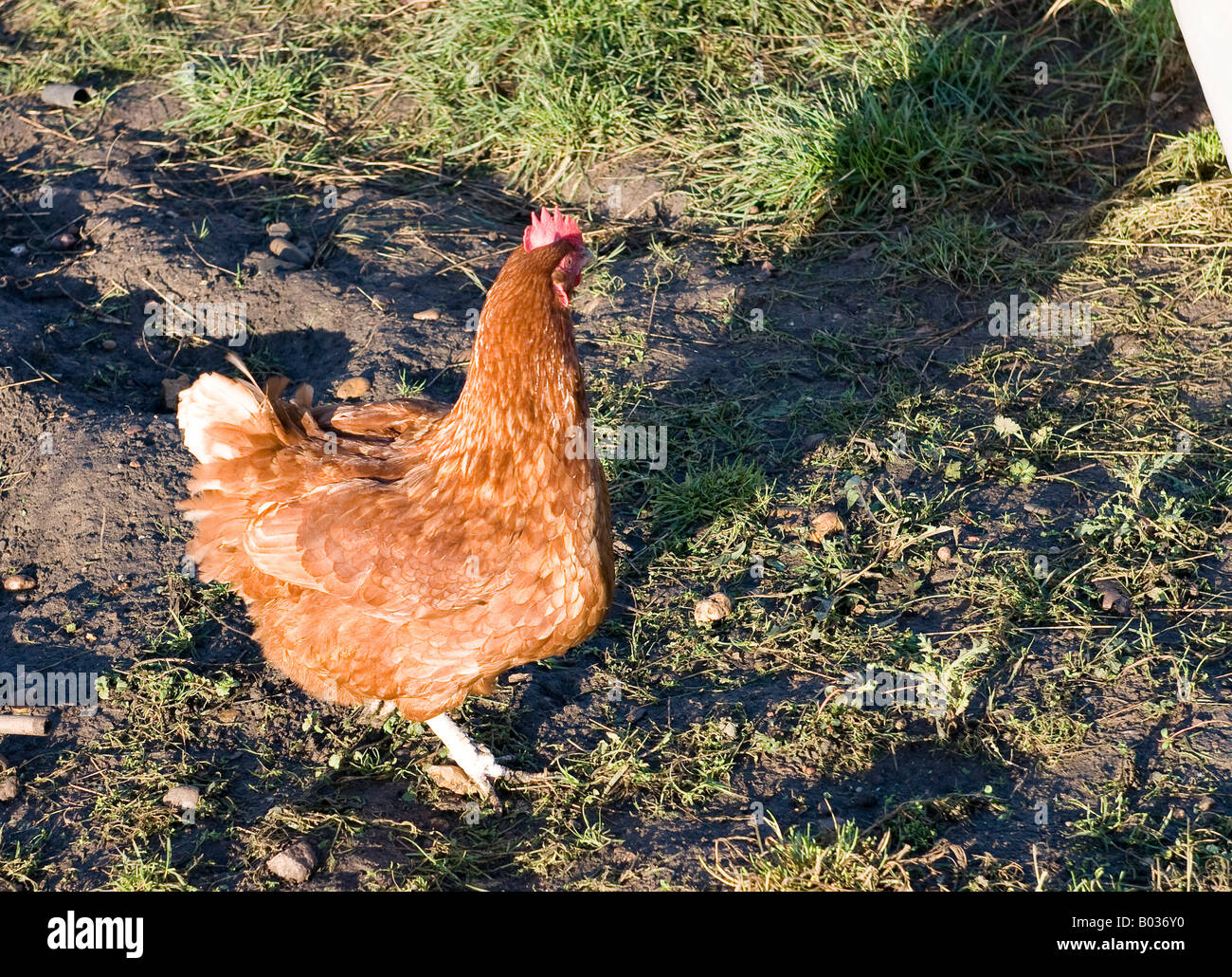 free range chicken Stock Photo - Alamy