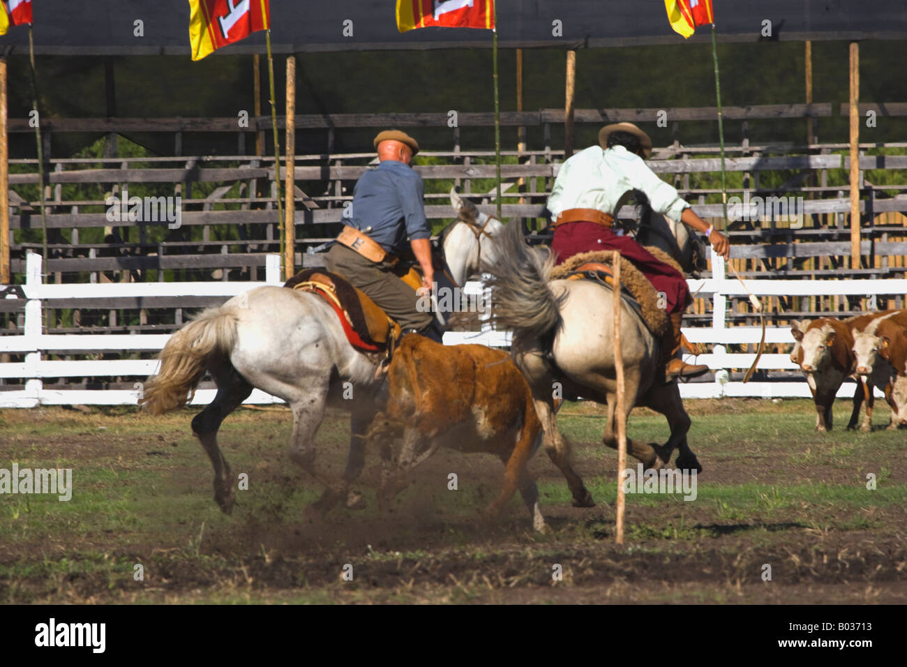 Cattle herding competition hi-res stock photography and images - Alamy