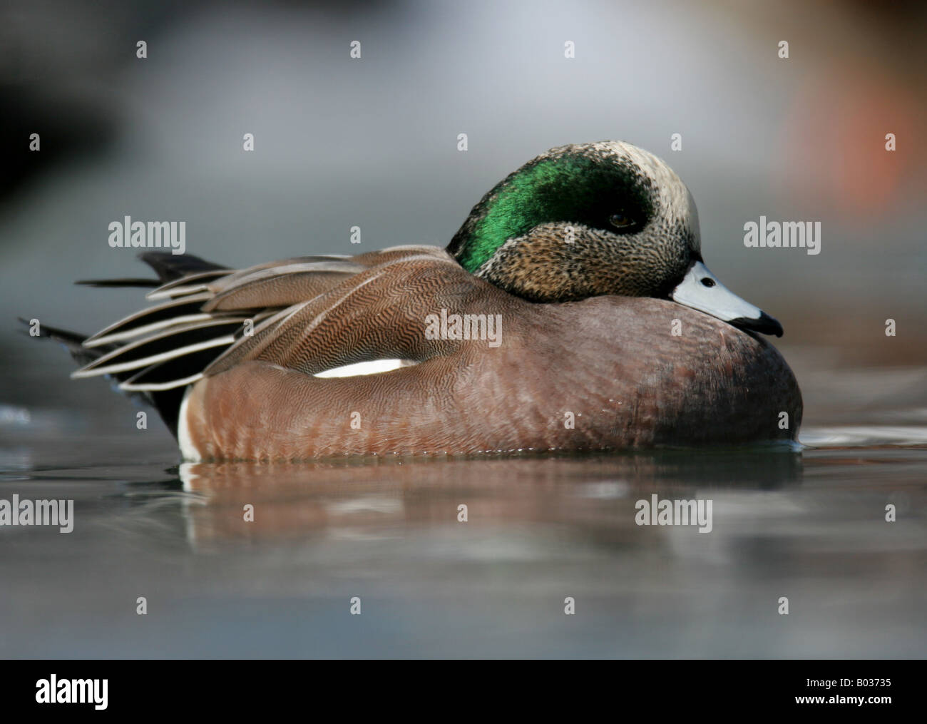 american widgeon male Stock Photo - Alamy