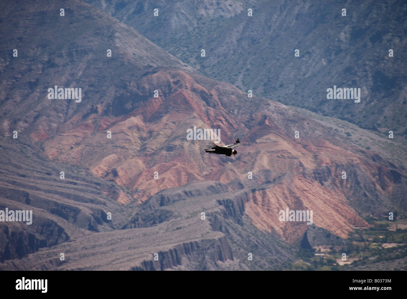 Condor in flight Tilcara Jujuy province norhtern Agentina South America ...