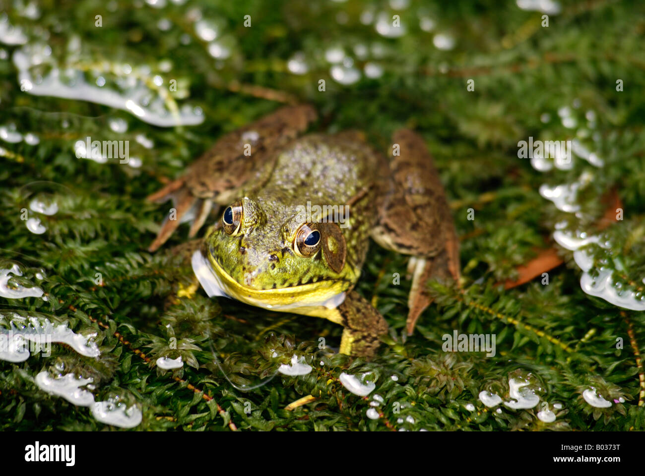 Rana scientific name for frog hi-res stock photography and images - Alamy