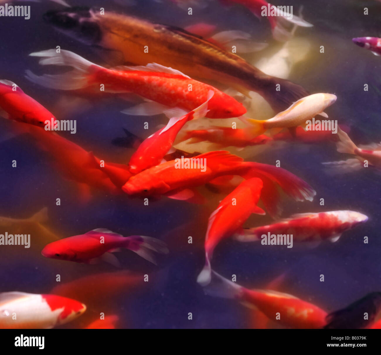 Cluster many koi fish in hi-res stock photography and images - Alamy