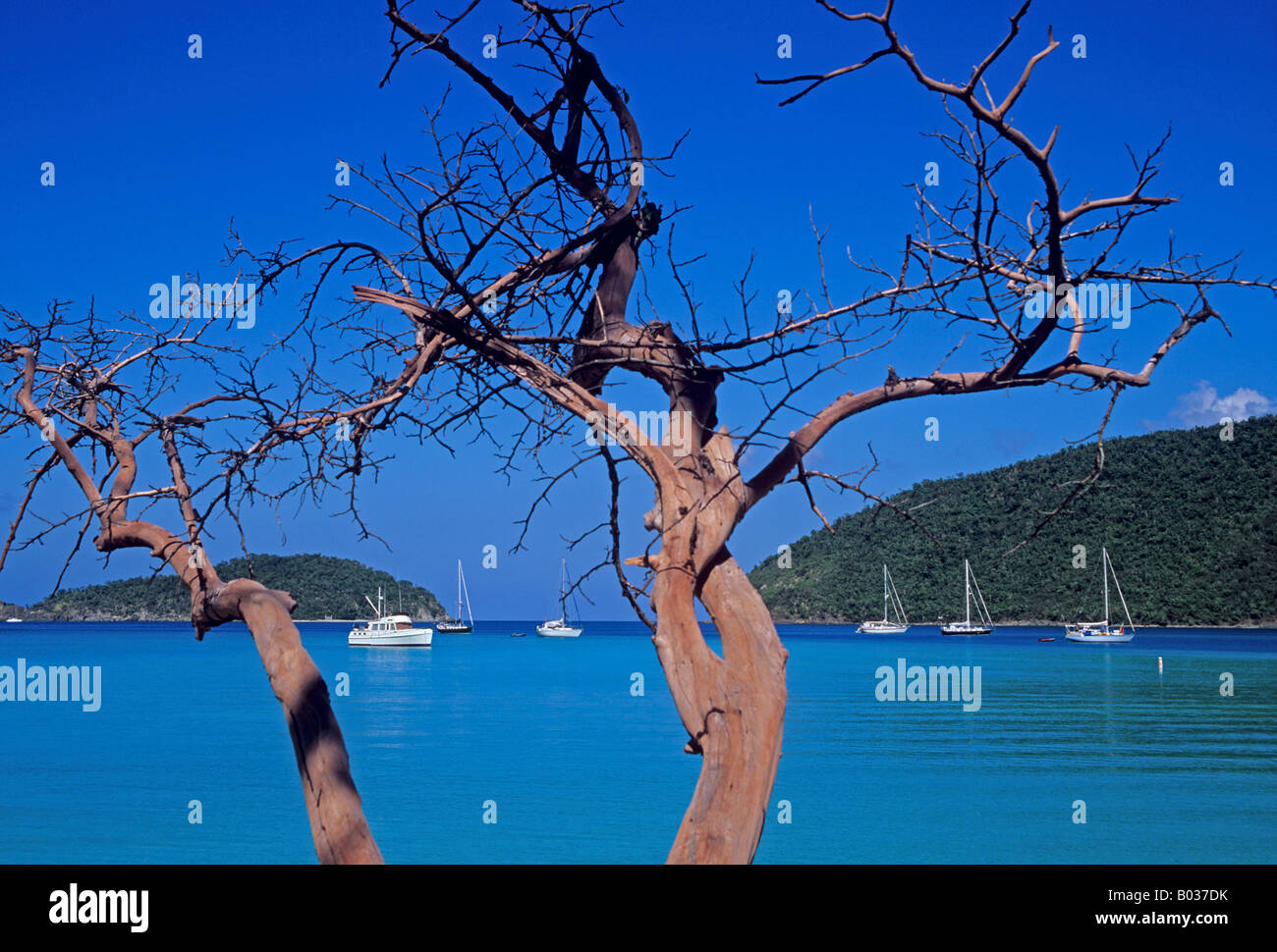 0567 Maho Bay Beach St Johns US Virgin Islands Caribbean Stock Photo ...