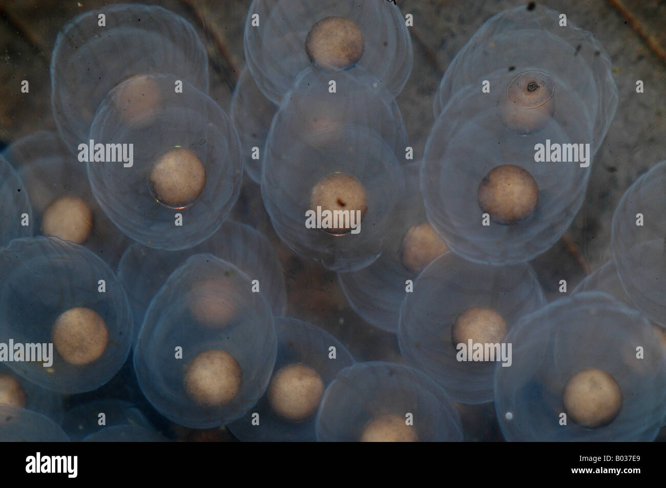 Newt eggs hi-res stock photography and images - Alamy