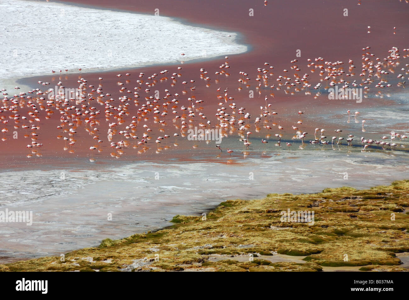 Andean Flamingo Phoenicopterus andinus Laguna Colorada Altiplano ...
