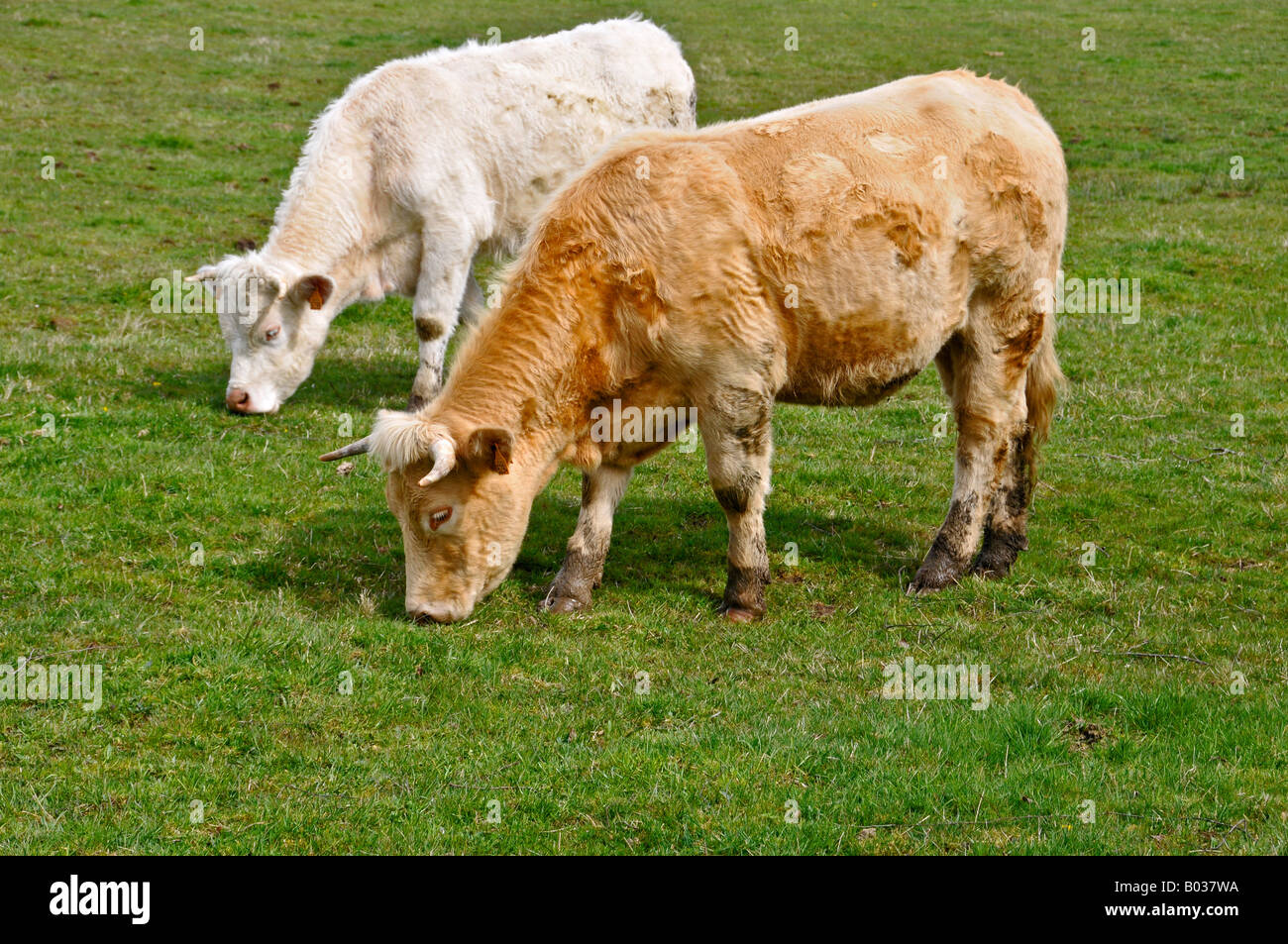 Two young cows in hi-res stock photography and images - Alamy
