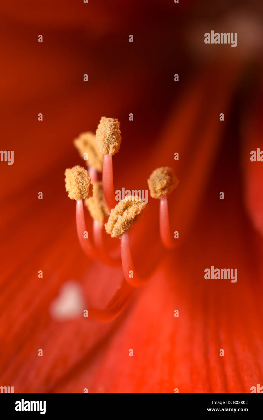 Stamen of hippeastrum flower. Family: Amaryllidaceae. Focus on stamen ...