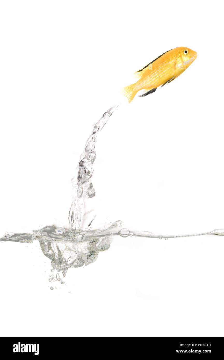 Jumping yellow fish Stock Photo - Alamy