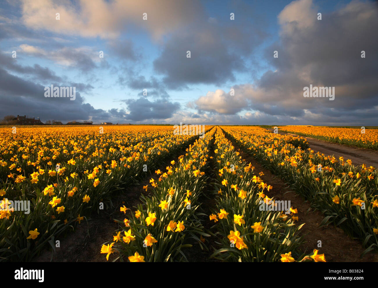 A field of daffodils in the Norfolk countryside Stock Photo - Alamy