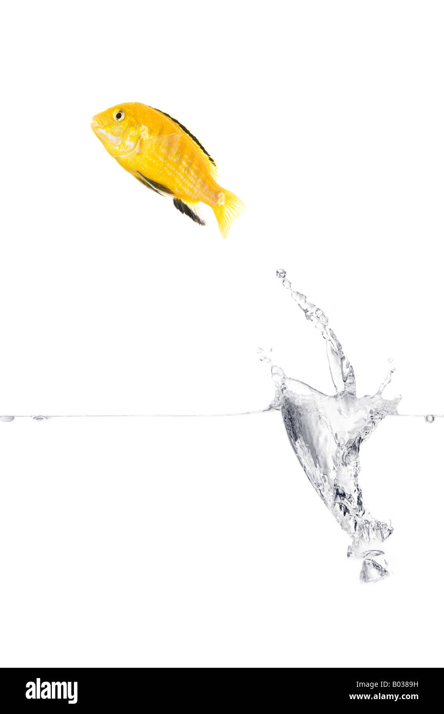 Yellow fish is jumping Stock Photo - Alamy