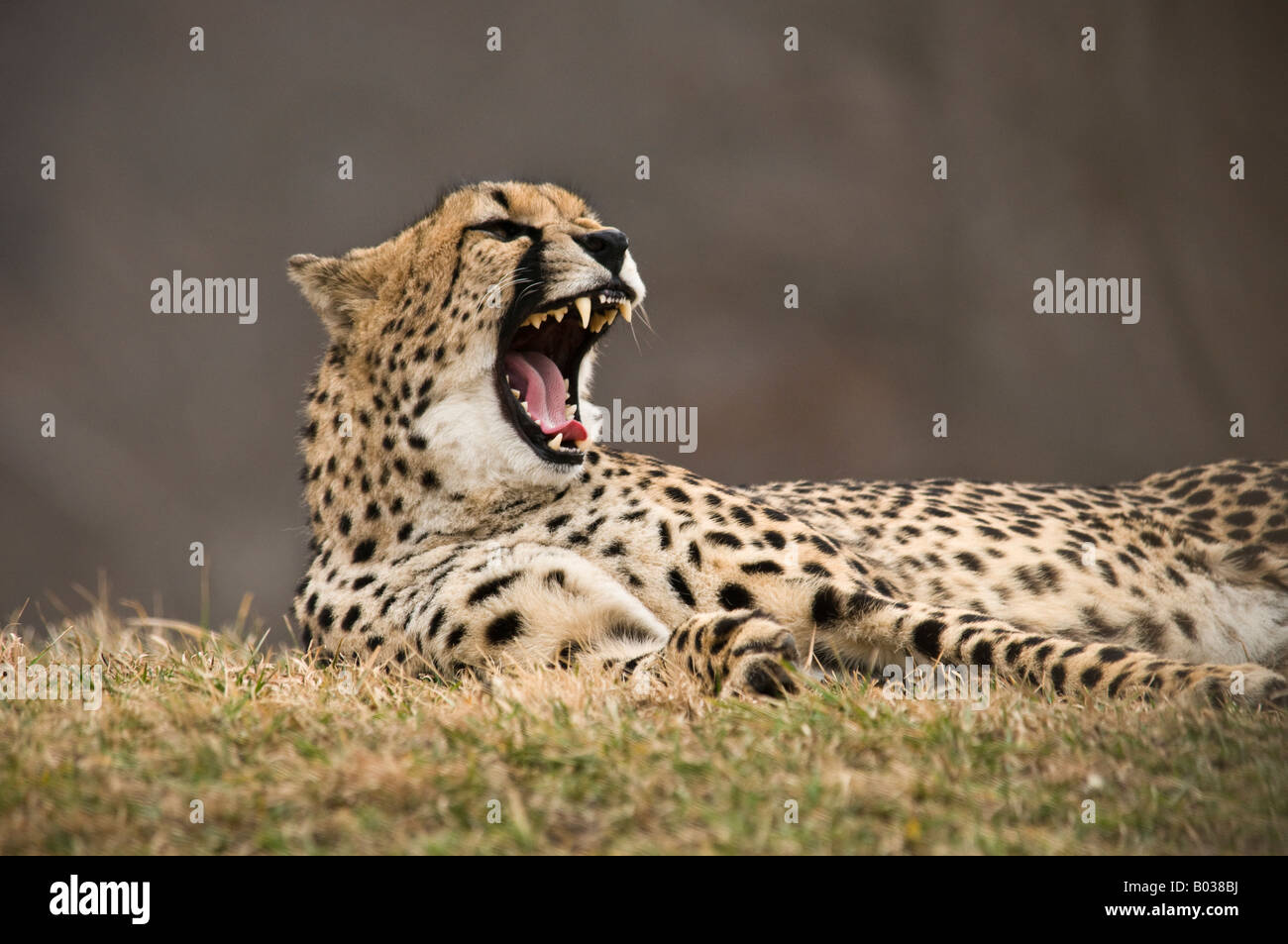 Big Yawn Cheetah Stock Photo - Alamy