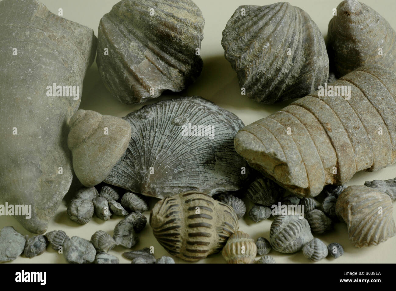 Ordovician period hi-res stock photography and images - Alamy