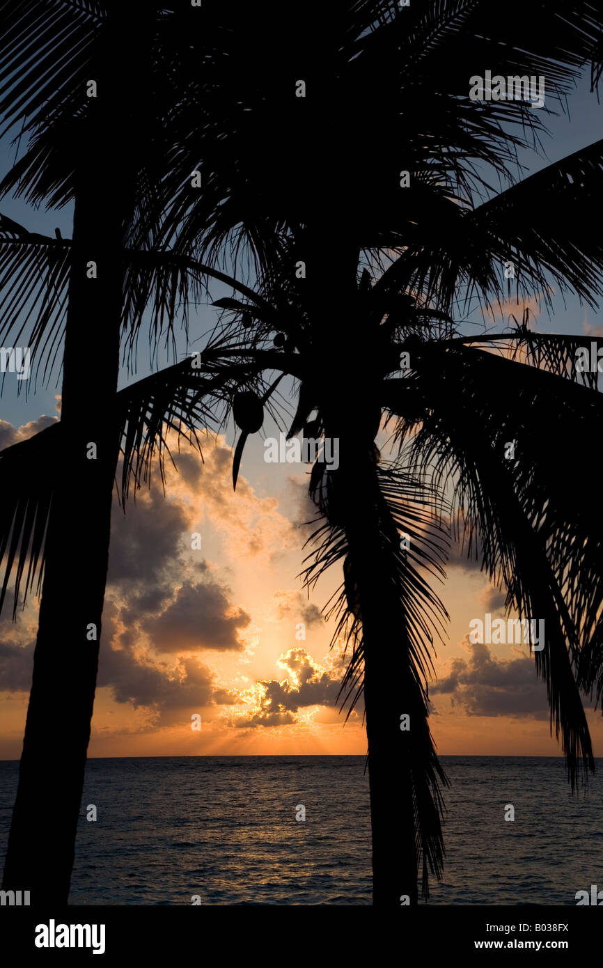 Mexico tulum palm trees hi-res stock photography and images - Alamy