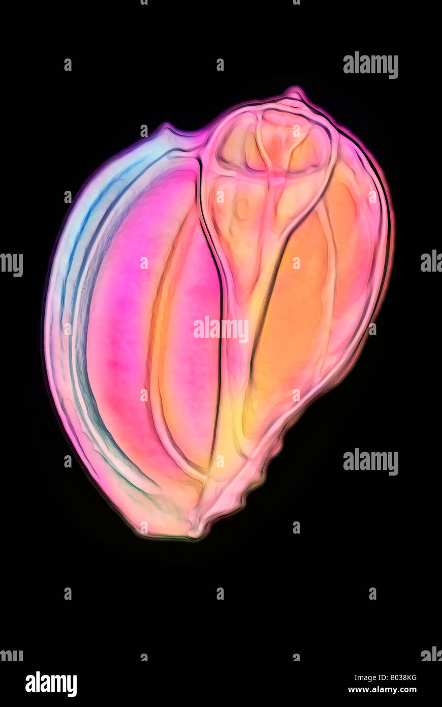 colorized x-ray of a sea shell Stock Photo - Alamy
