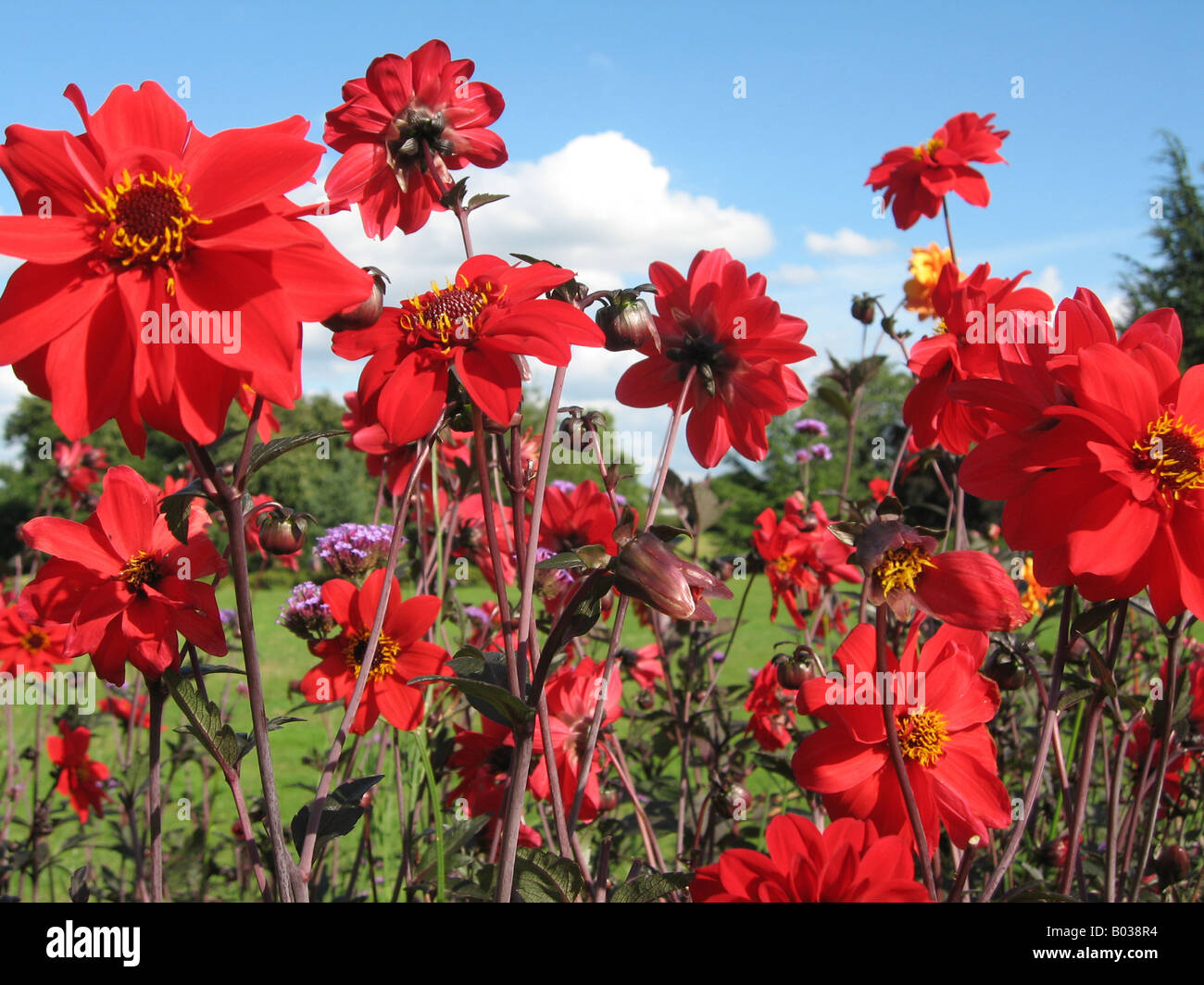 Beautiful red flowers with a summer blue sky in the background Stock ...